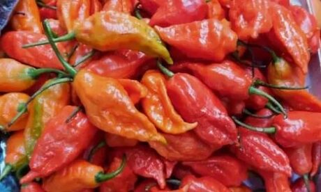 King Chilli ‘Raja Mircha’ from Nagaland exported to London for the ...